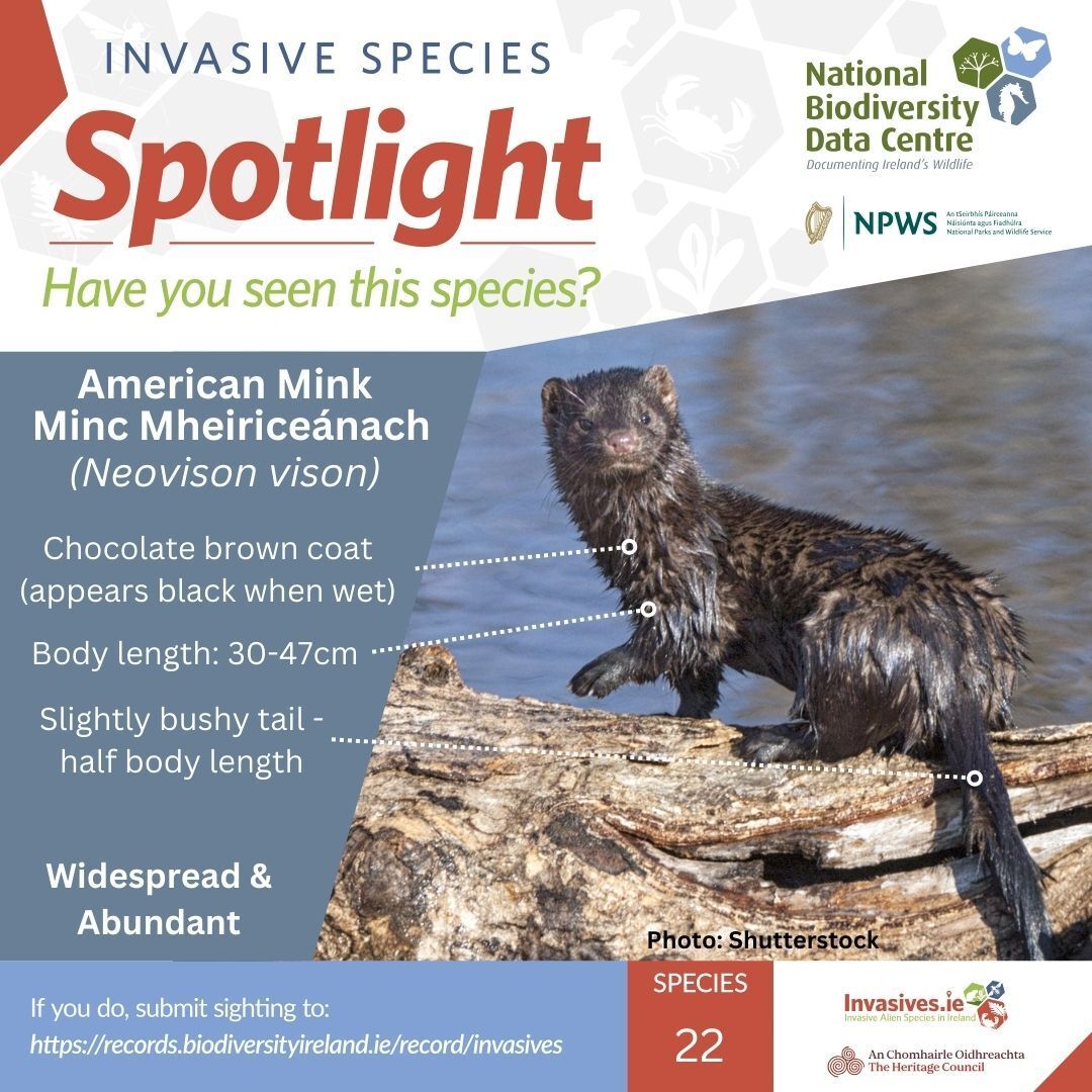 Invasive Species Spotlight: American Mink - Mayo PPN